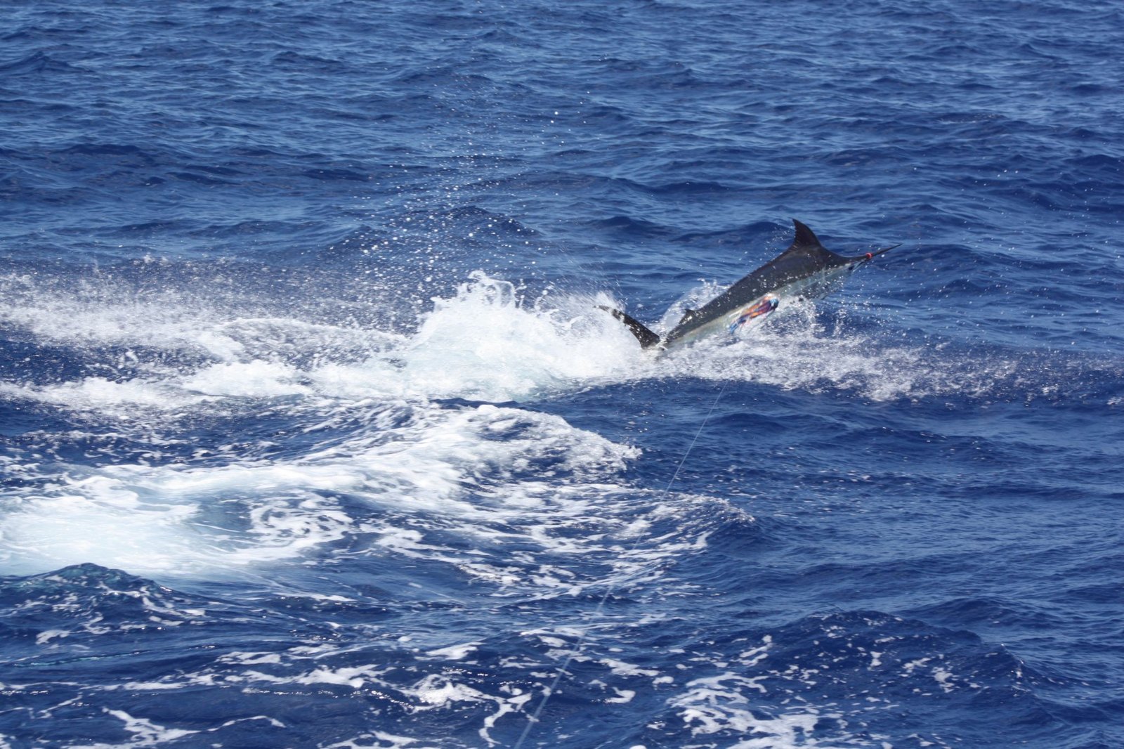 Billfish Report