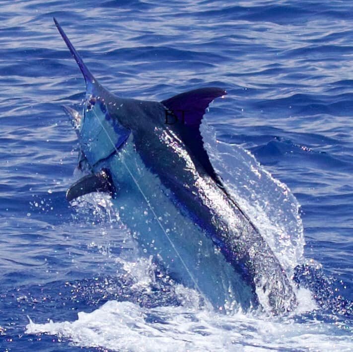Billfish Report